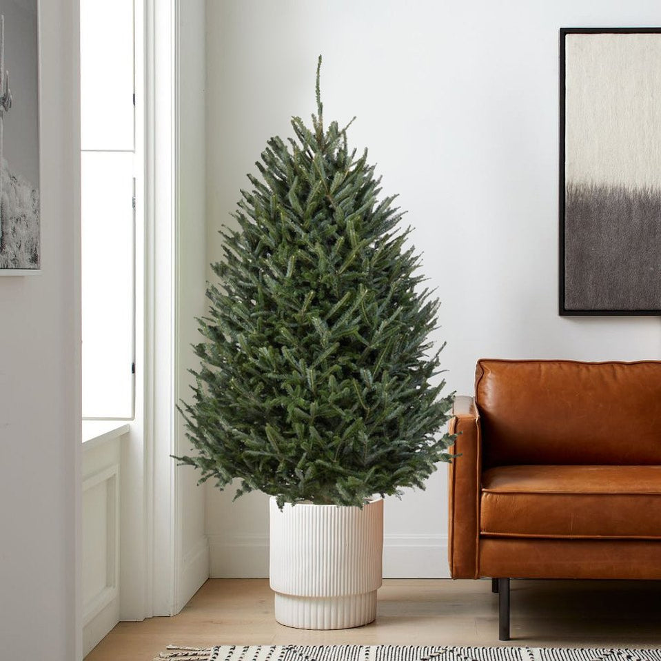 Christmas Trees Delivered Glasgow | West End Garden Centre